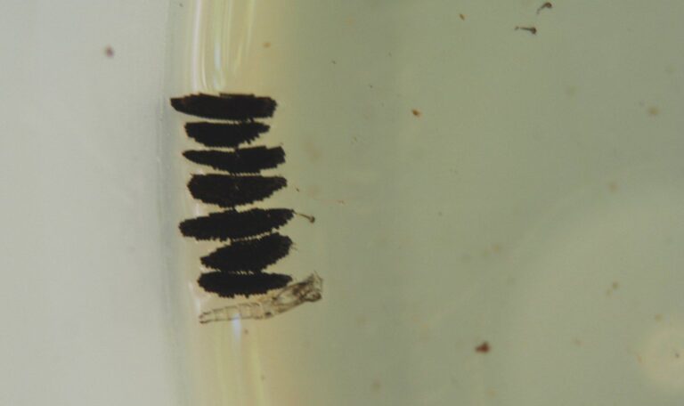 How Long Does it Take for Mosquito Eggs to Hatch?