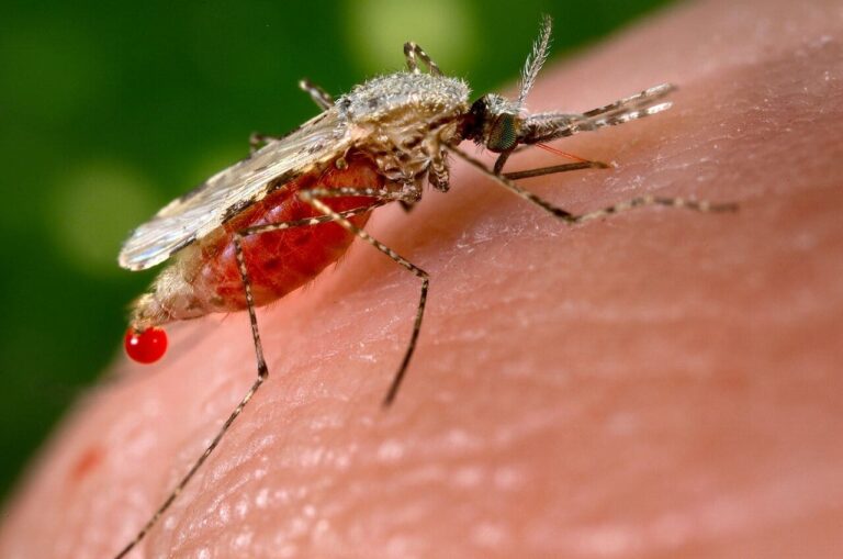 Anopheles Mosquito: Biology, Behavior, Malaria Transmission & Control