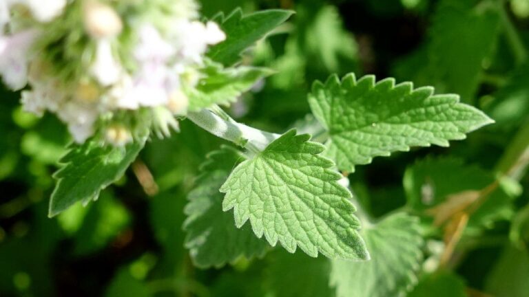 Catnip as a Mosquito Repellent: Does It Actually Work?